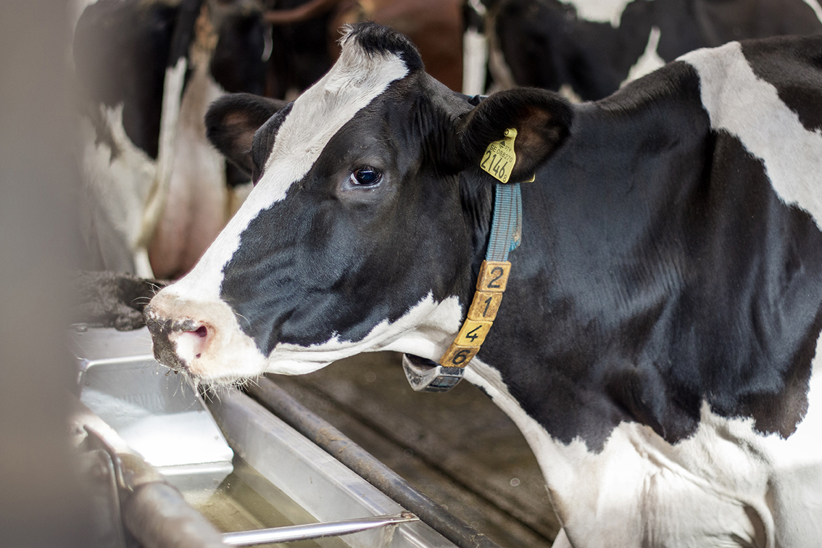 Welcome to Gigacow | slu.se