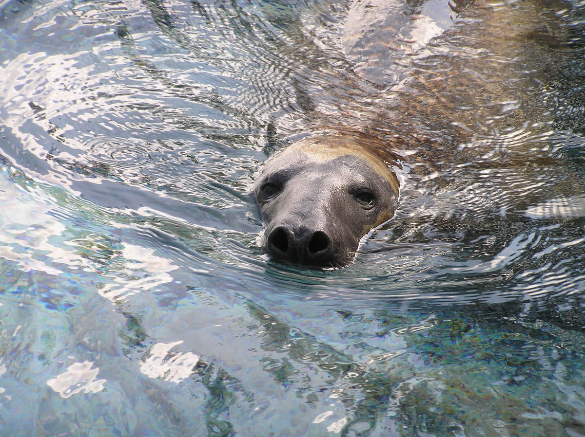 Trawl Fishing, Herring, Seals, and Cormorants: SLU's New Baltic Sea Ecosystem Study | slu.se