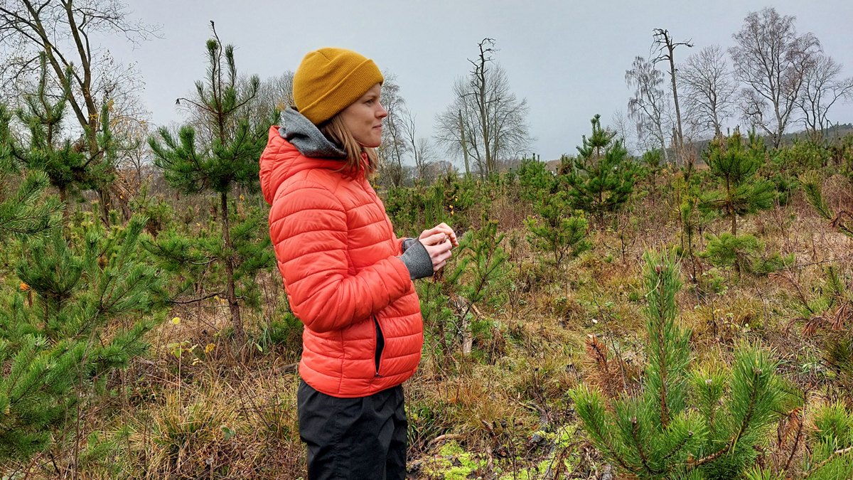 Healthy forests in a changing climate – the path to resilient conifers | slu.se