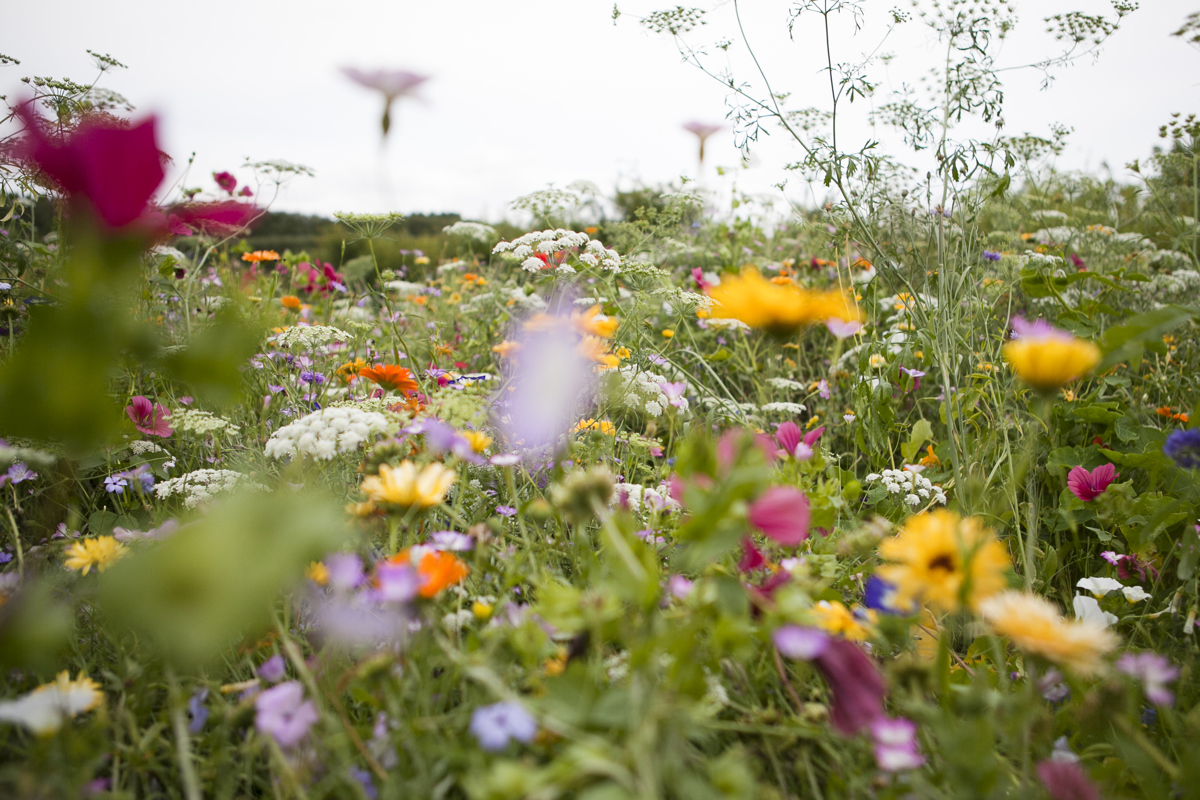 Doctoral (PhD) studies | slu.se