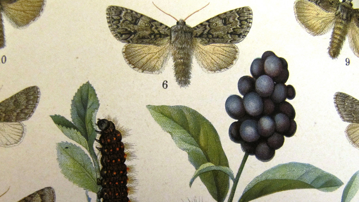 The Ecology Library | slu.se