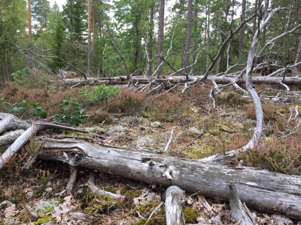 Död ved och varierad skog avgörande för hotade arter | slu.se
