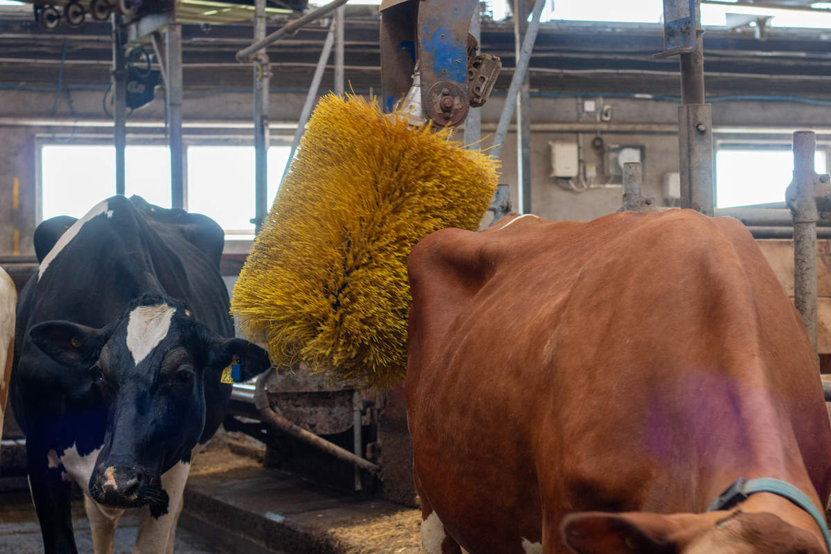 Crossbreeding in dairy cows – new breeding tools for more sustainable ...