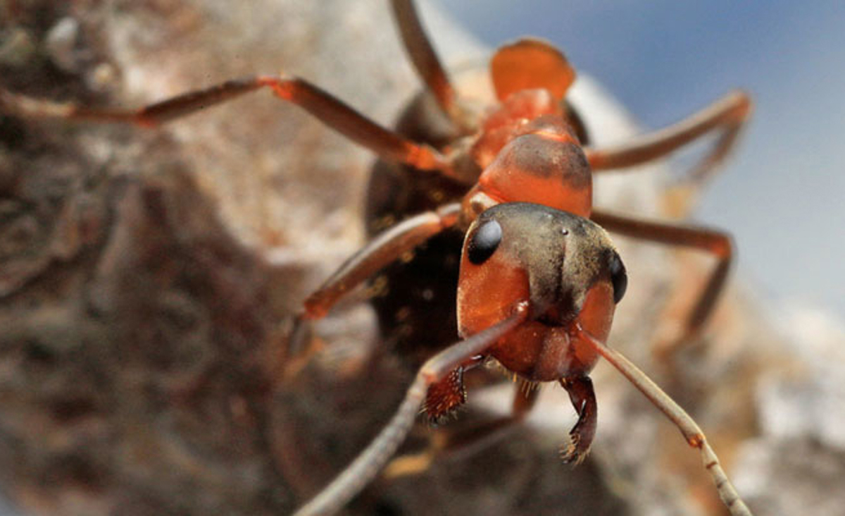Myror ratar främmande contortatall | slu.se