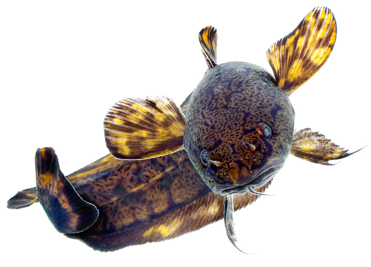 Fiskbarometern: The status of Sweden’s fish and shellfish stocks | slu.se