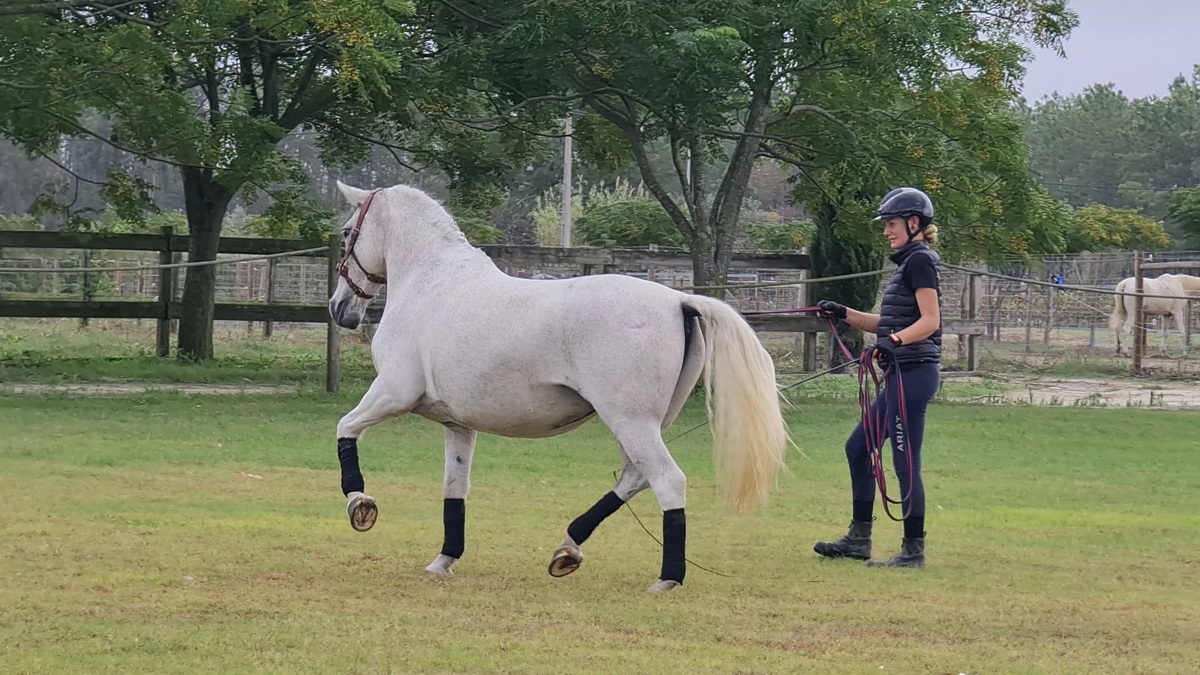 Utbildning och träning – med hänsyn till BÅDE hästens psykiska och fysiska förmåga | slu.se