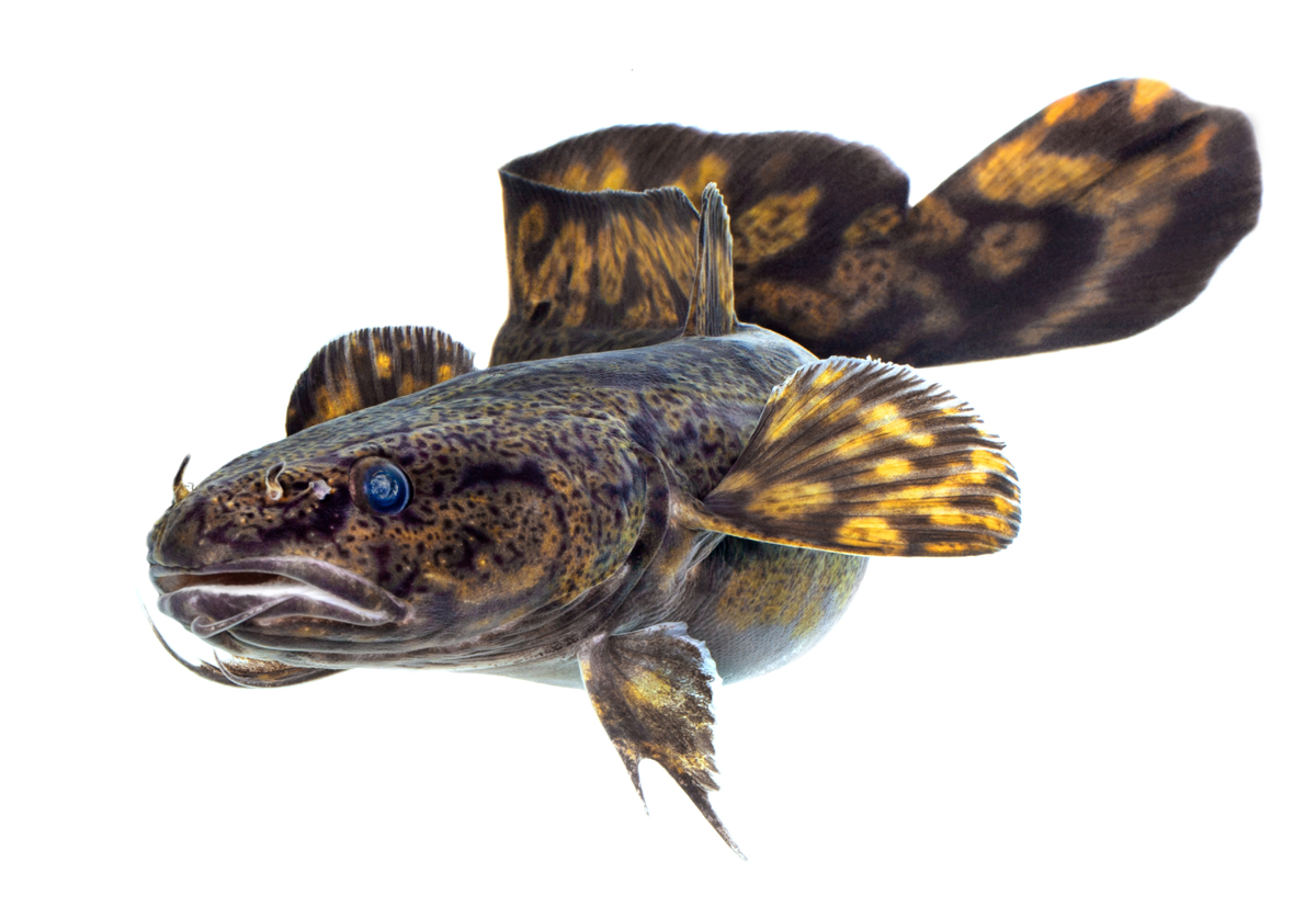 Välkommen till SLU-dagen i Umeå