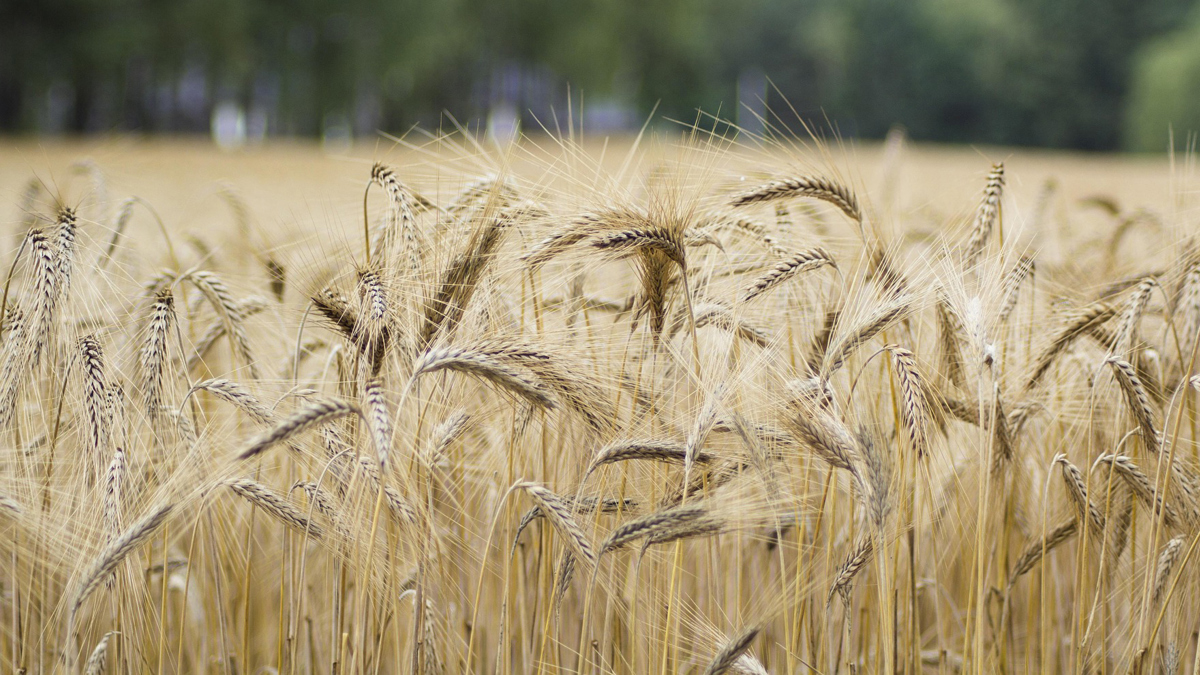 Gene-silencing spray to combat cereal disease is safe for the ...