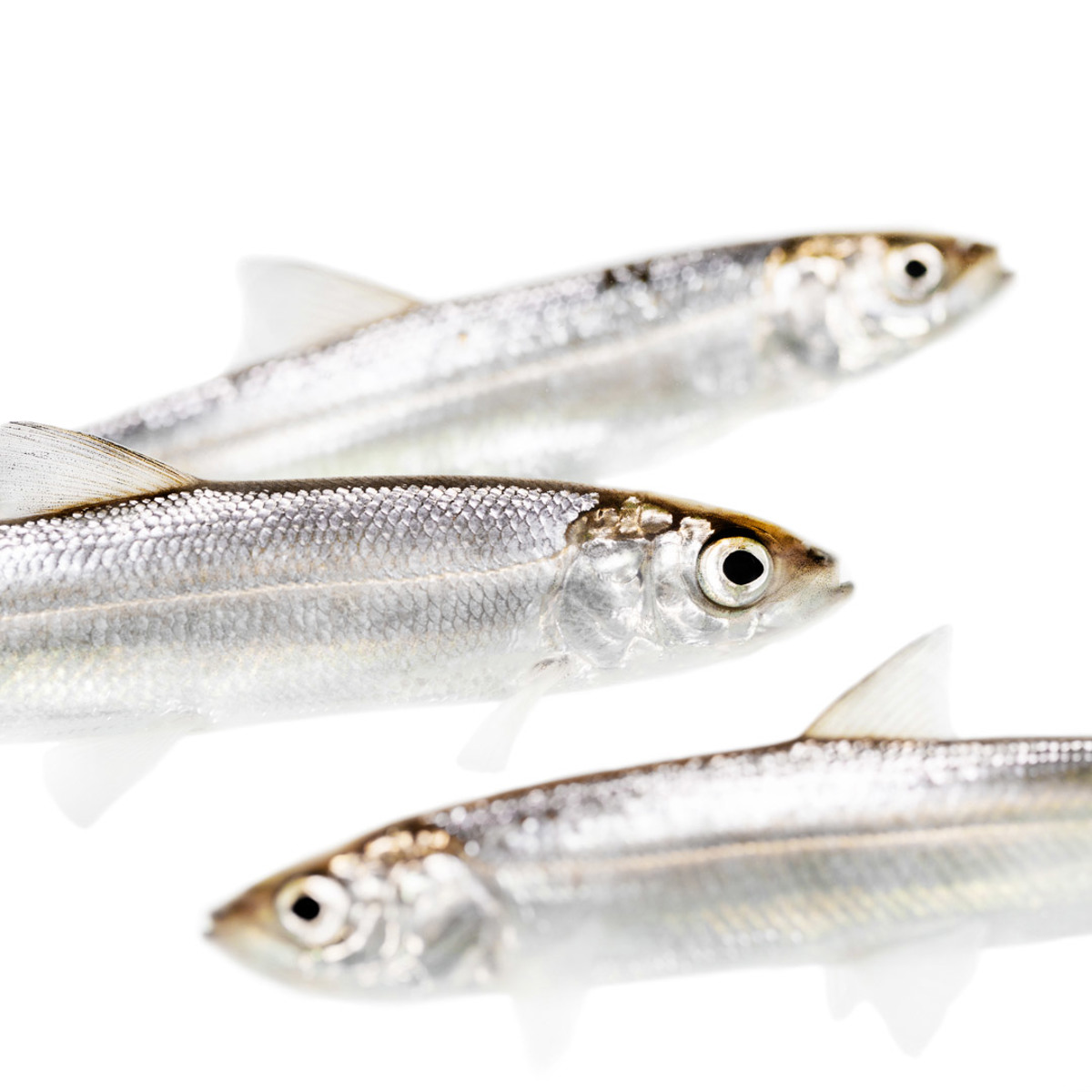 Fiskbarometern: the latest trend for Swedish fish and shellfish | slu.se
