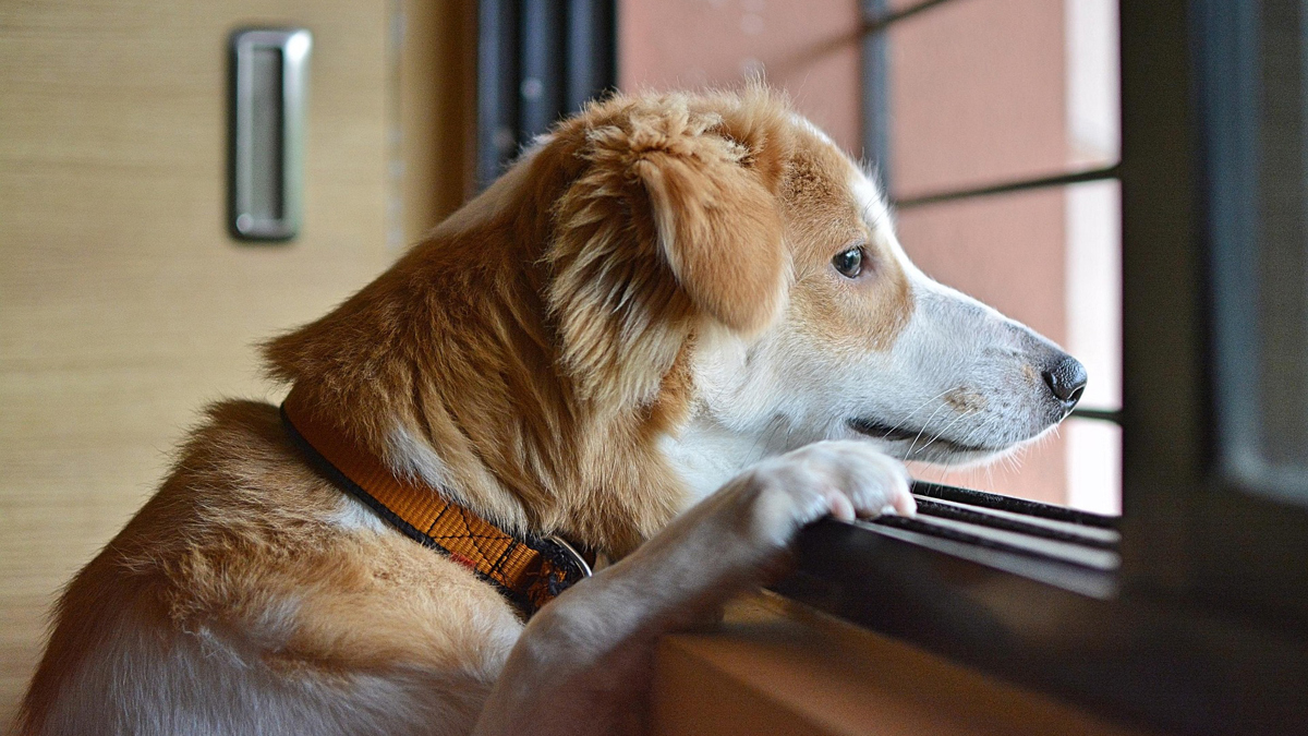 New study highlights key patterns in dogs’ separation-related problems ...