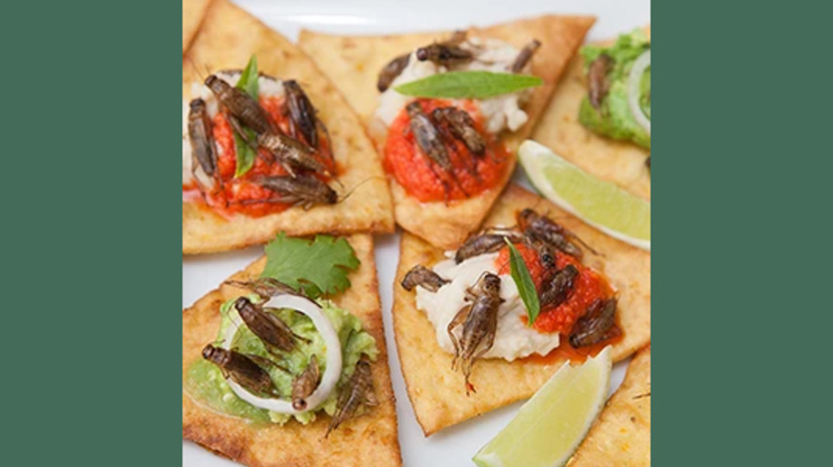 Eating insects – a tasty solution to today's global problems | slu.se