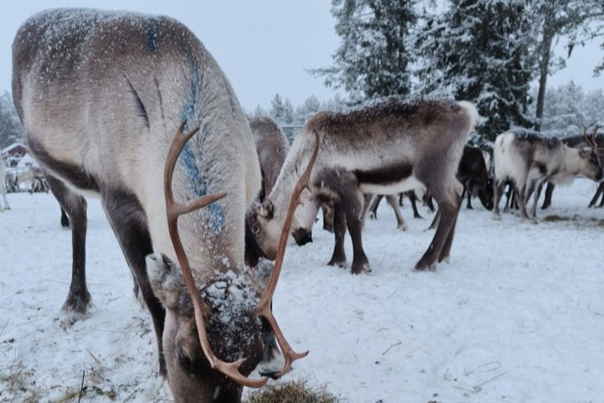 Development of a qPCR/ddPCR method for Setaria tundra and mapping the ...