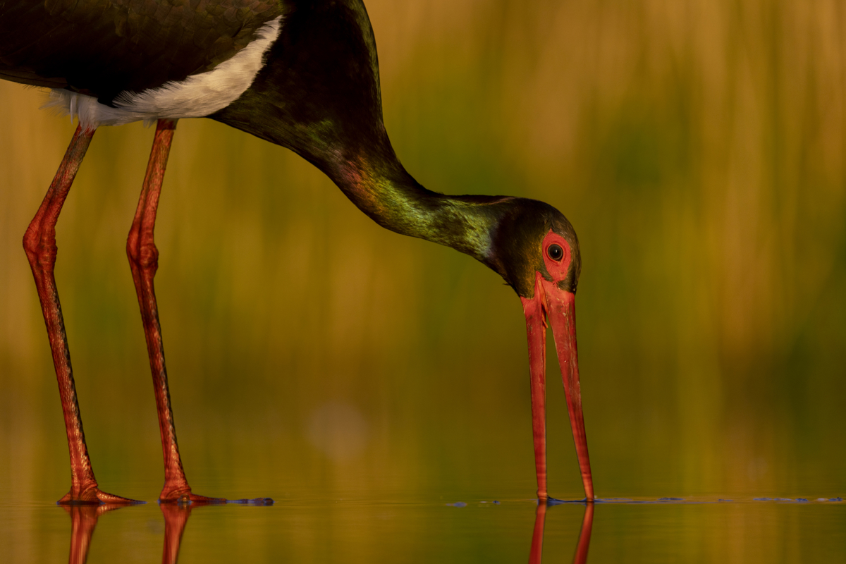 Förstudie om svart stork ska främja artrikare skogar | slu.se