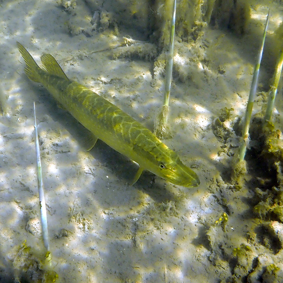 Having good neighbours and few top predators make predatory fish populations more resilient | slu.se