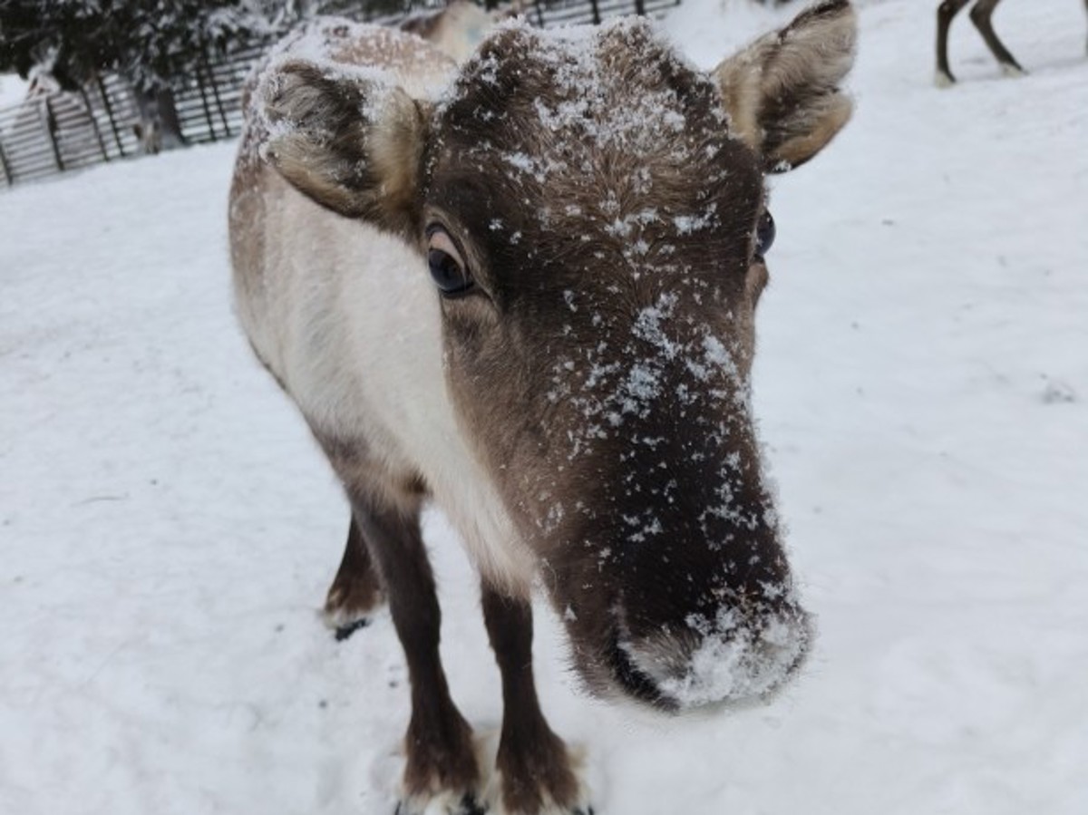 Finns det tecken på anthelmintikaresistens hos renars inälvsparasiter ...