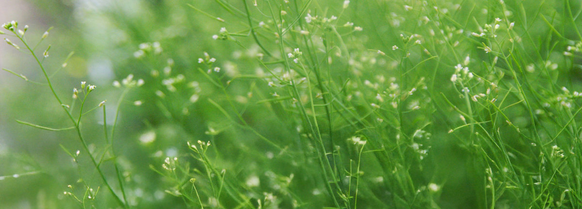 Department of Plant Biology | slu.se
