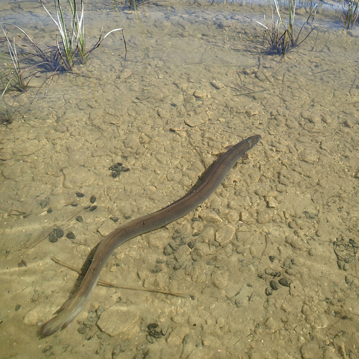 More action required to protect eels in Sweden's inland waters | slu.se