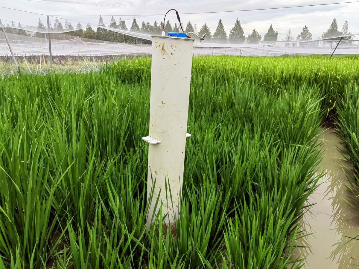 High-yielding rice that greatly reduces methane emissions has been ...
