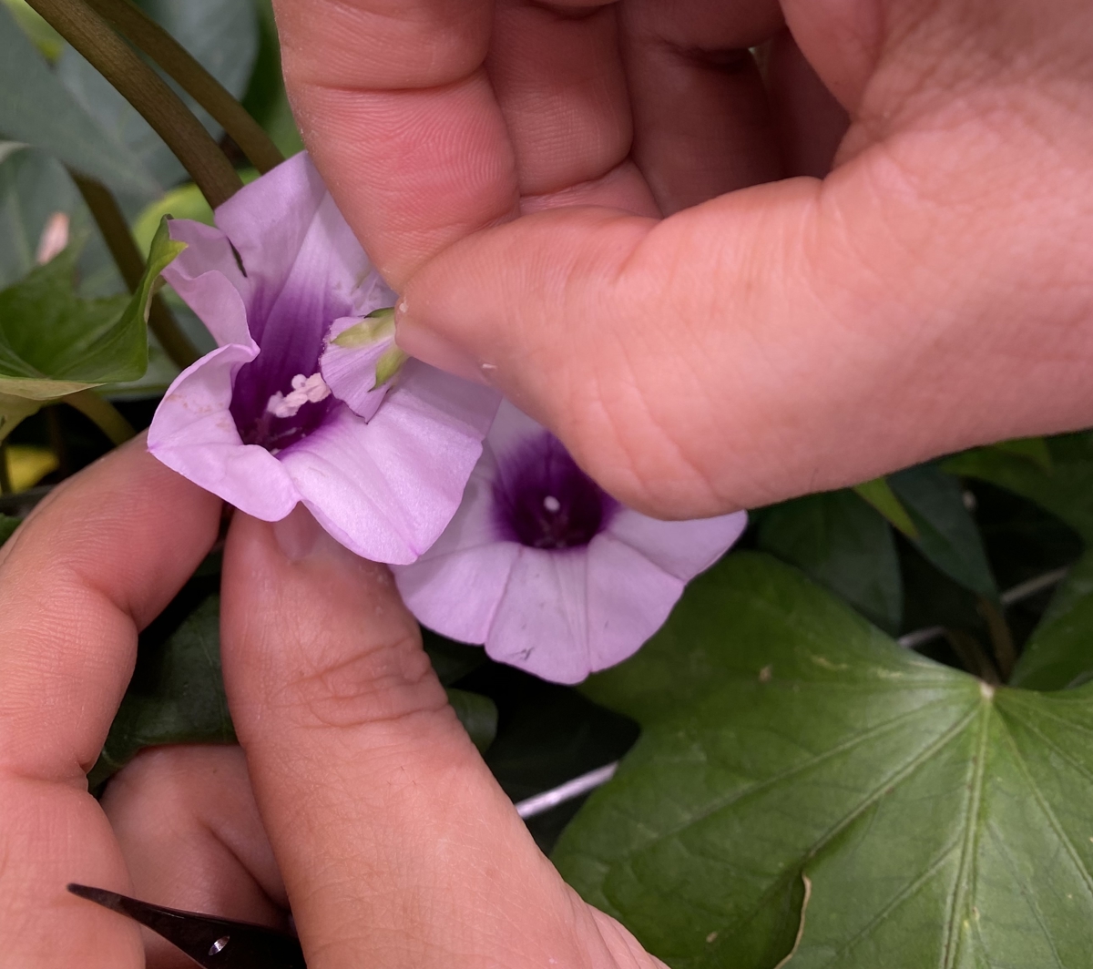 Basic Education at the Dept of Plant Breeding