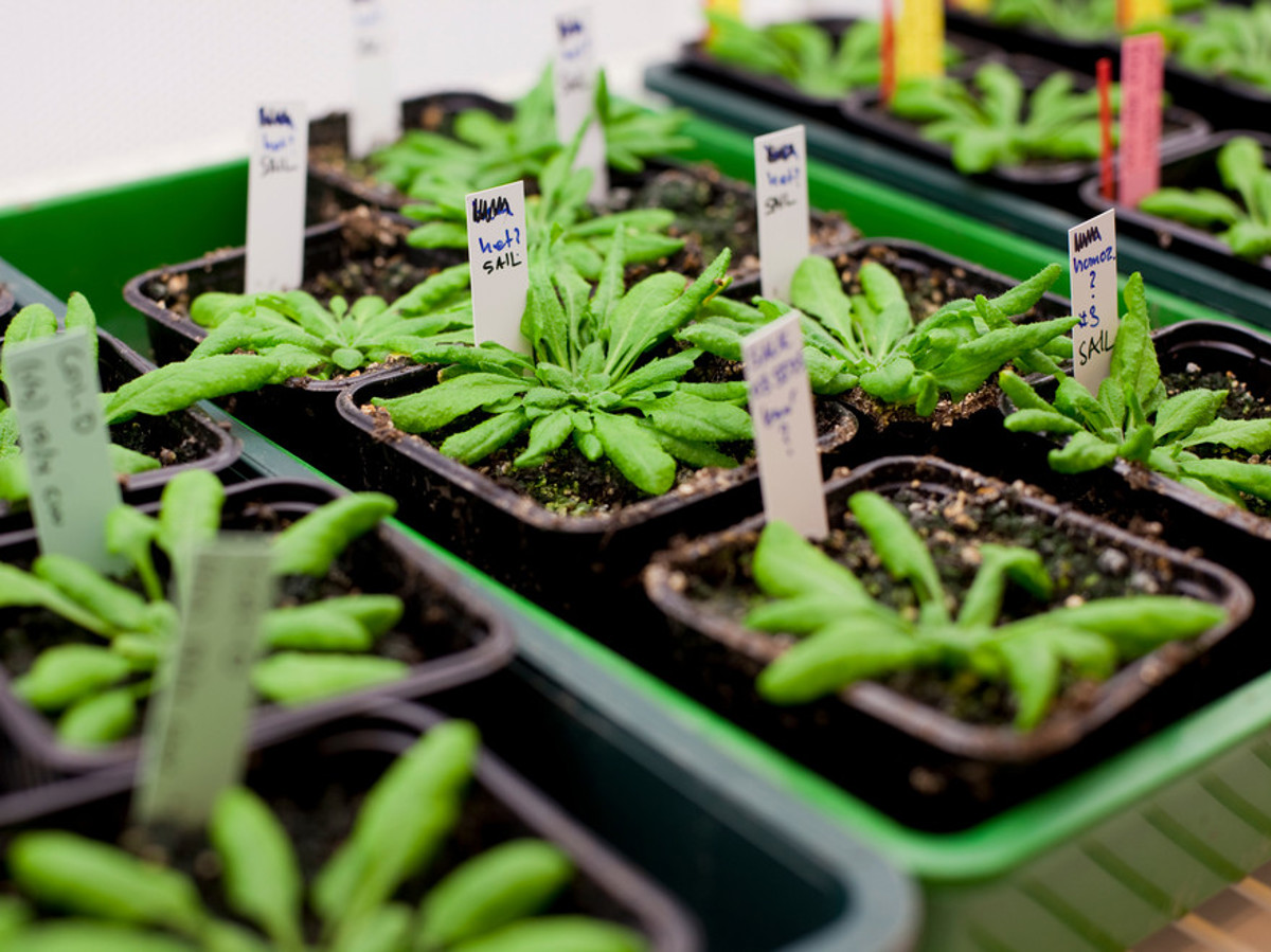 Research schools | slu.se