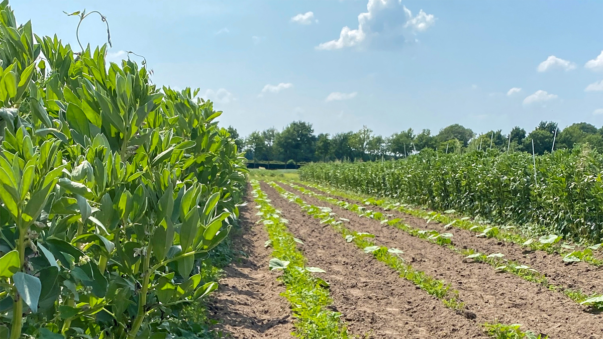Pollinators and intercropping help faba beans fix more nitrogen | slu.se