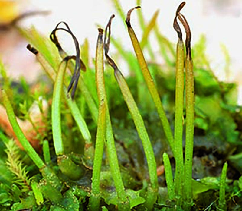 Mossor – bladmossor, levermossor och nålfruktsmossor