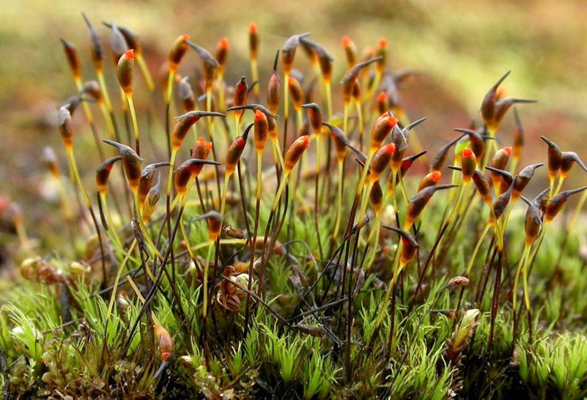 Mossor – bladmossor, levermossor och nålfruktsmossor