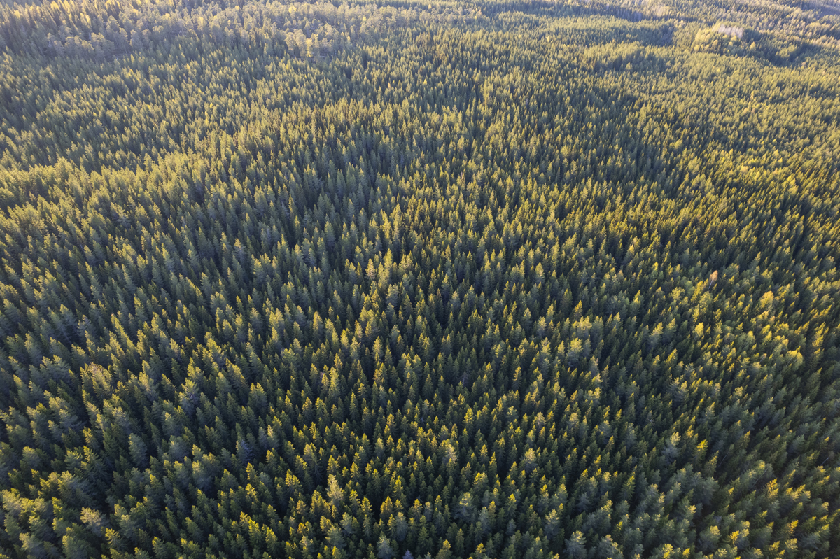 SLU launches large-scale climate experiment in Swedish forest