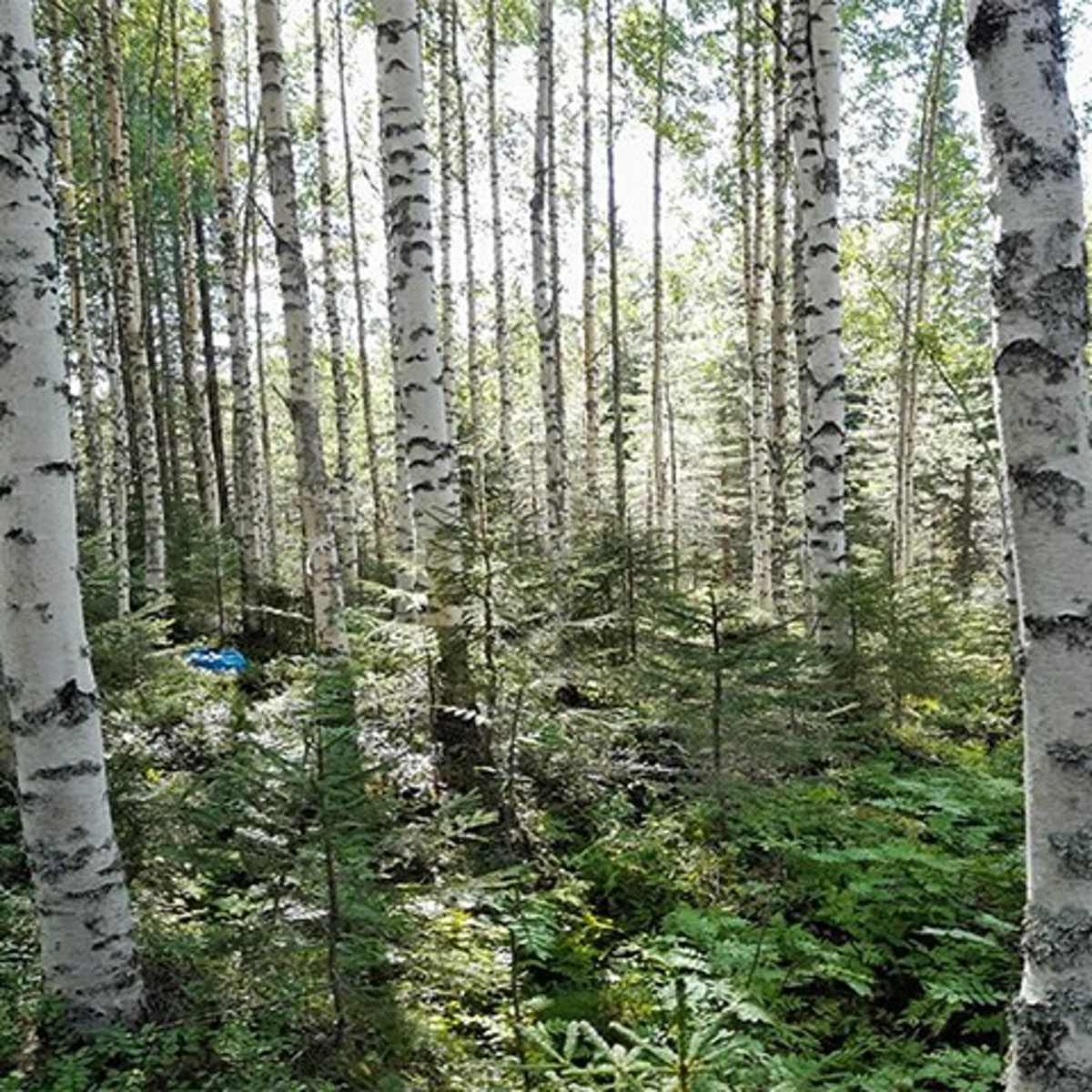 Forests of slow-growing tree species often sequester more carbon | slu.se
