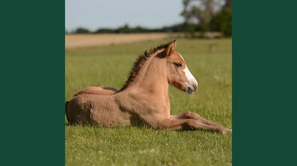 Ny metod för att studera hästens spolmask | slu.se