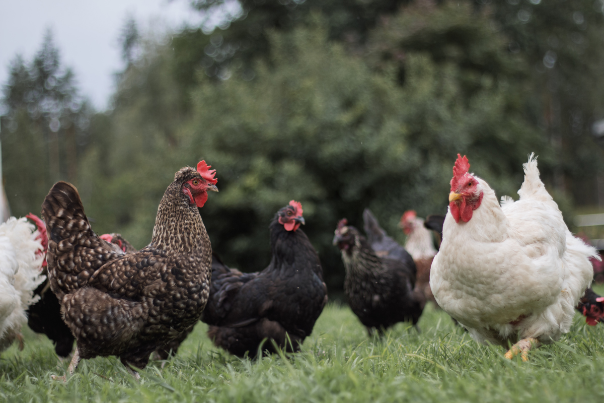 Population history inference in chickens | slu.se