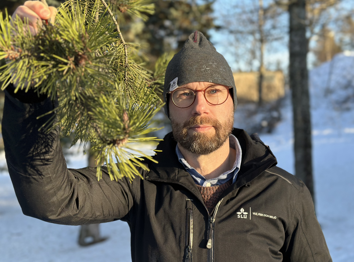Så påverkar omdiskuterade contortatallen skogens ekosystem – frågor och ...