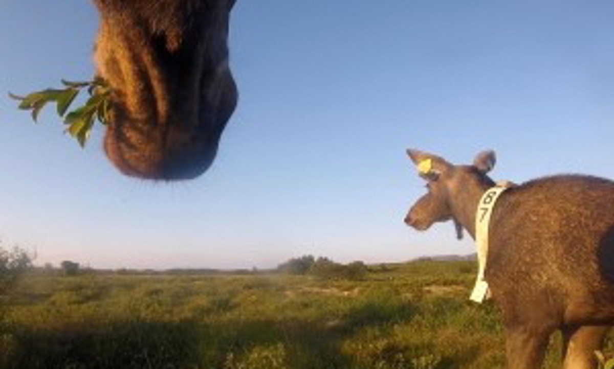 Moose footage reveals: Make conscious food choices for the right ...