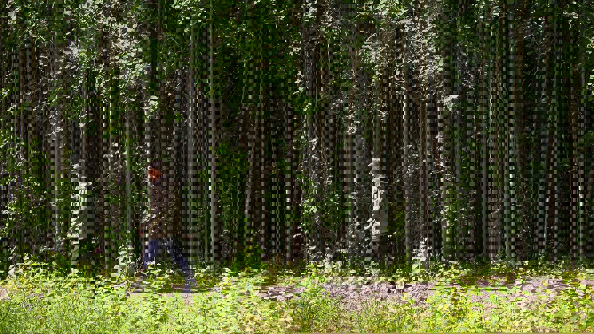 Alnarps's Västerskog | slu.se