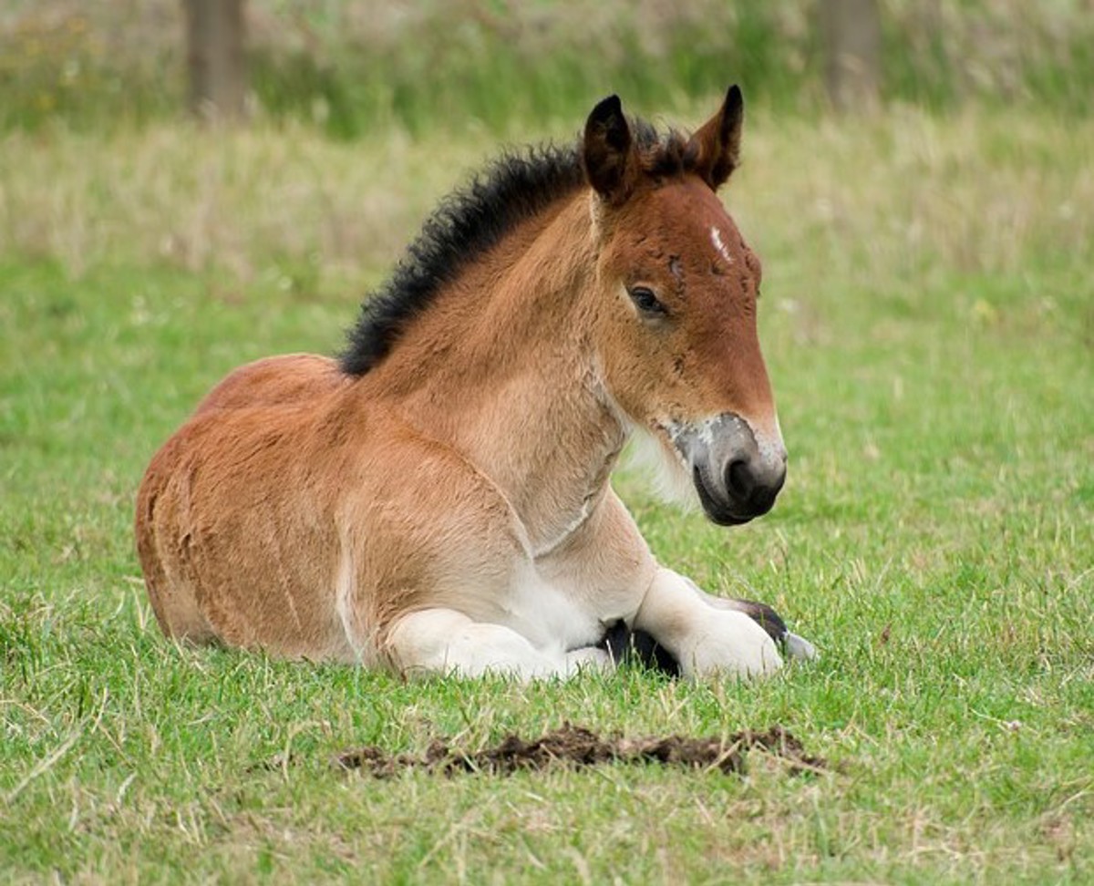 In vitro model to study the resistance of the equine roundworm | slu.se