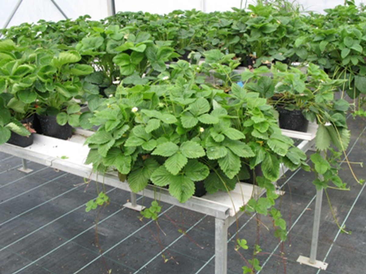 Skyddad odling av bär | slu.se