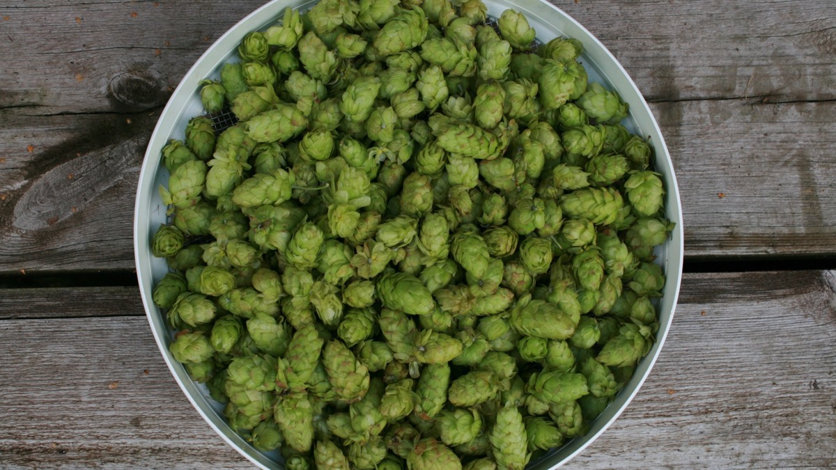 Trädgårdsdagen på Julita med föredrag om kulturarvsväxter, genbanker och klonarkiv | slu.se