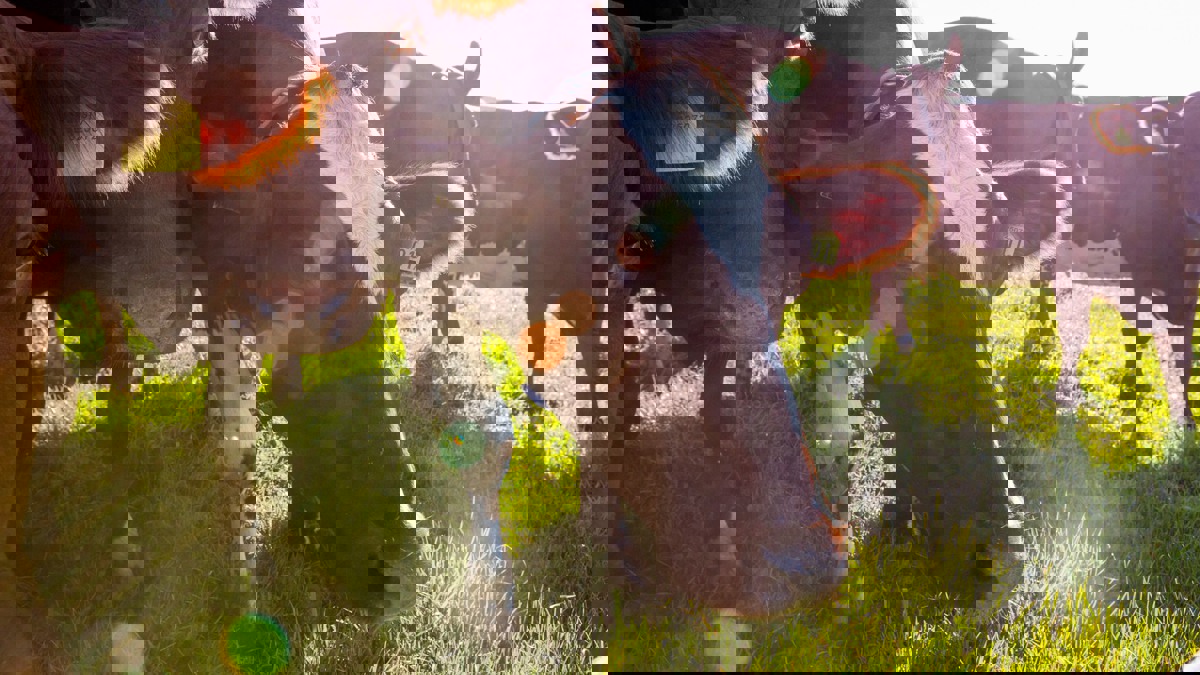 Breeding research at SLU | slu.se