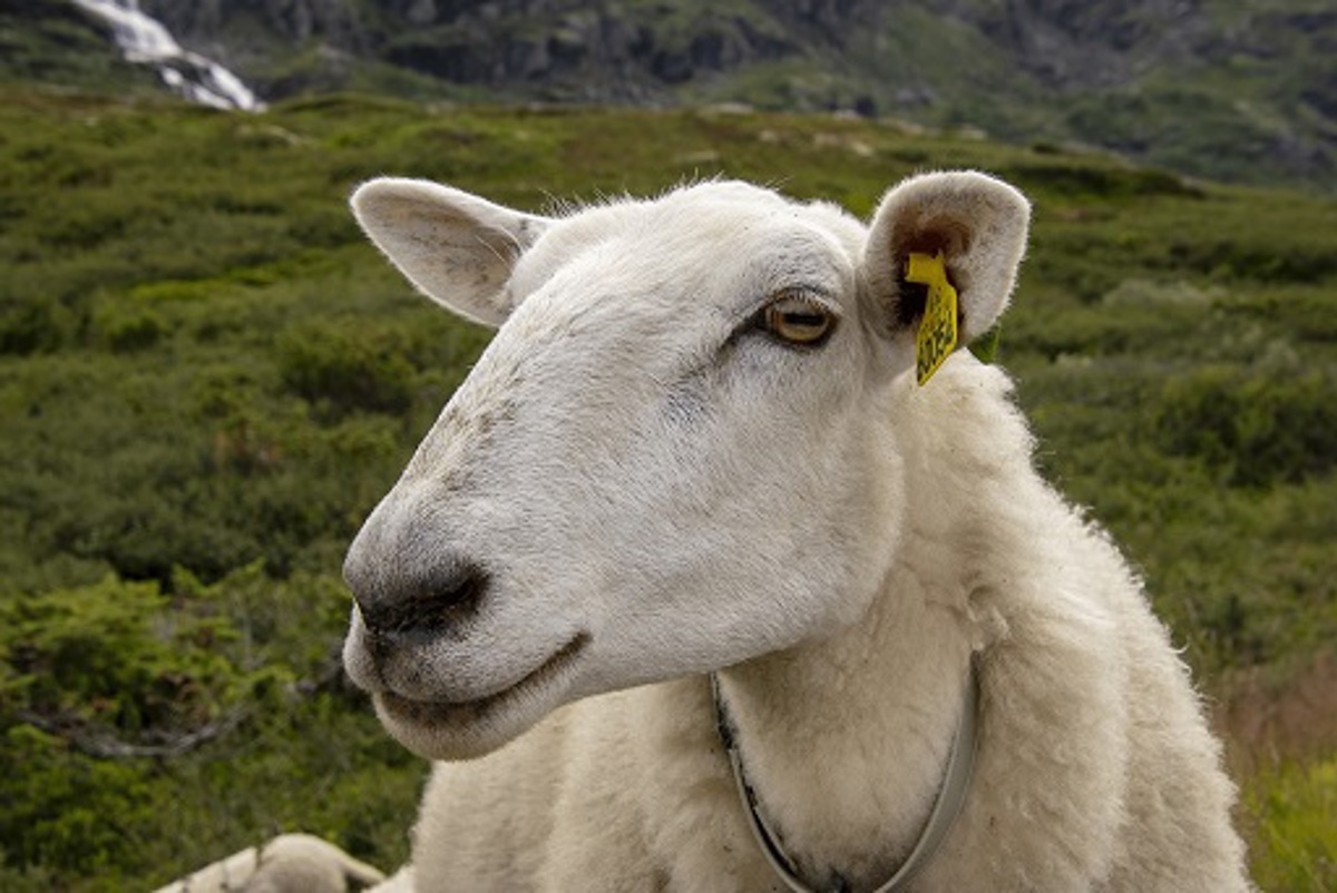 Tailored use of dewormers and detection of drug resistance in ...