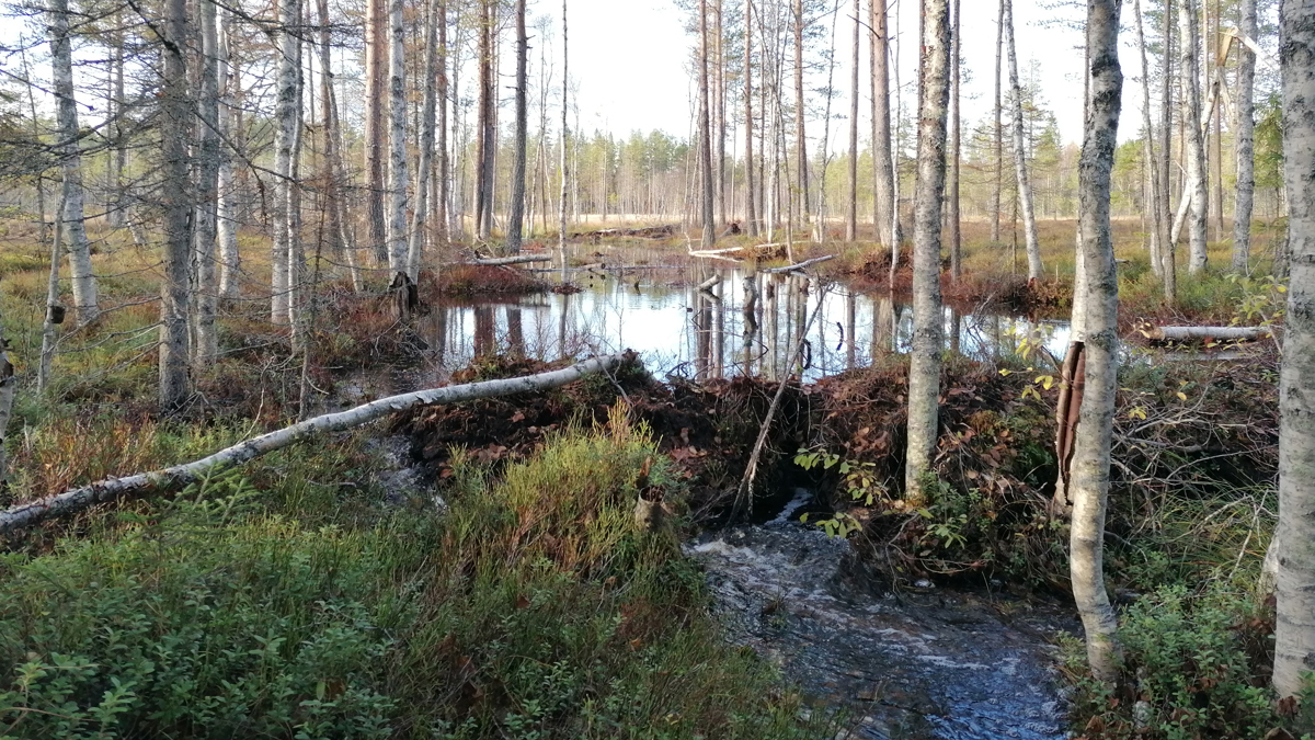 Storsatsning på återvätning av skogliga våtmarker – ny infrastruktur på ...