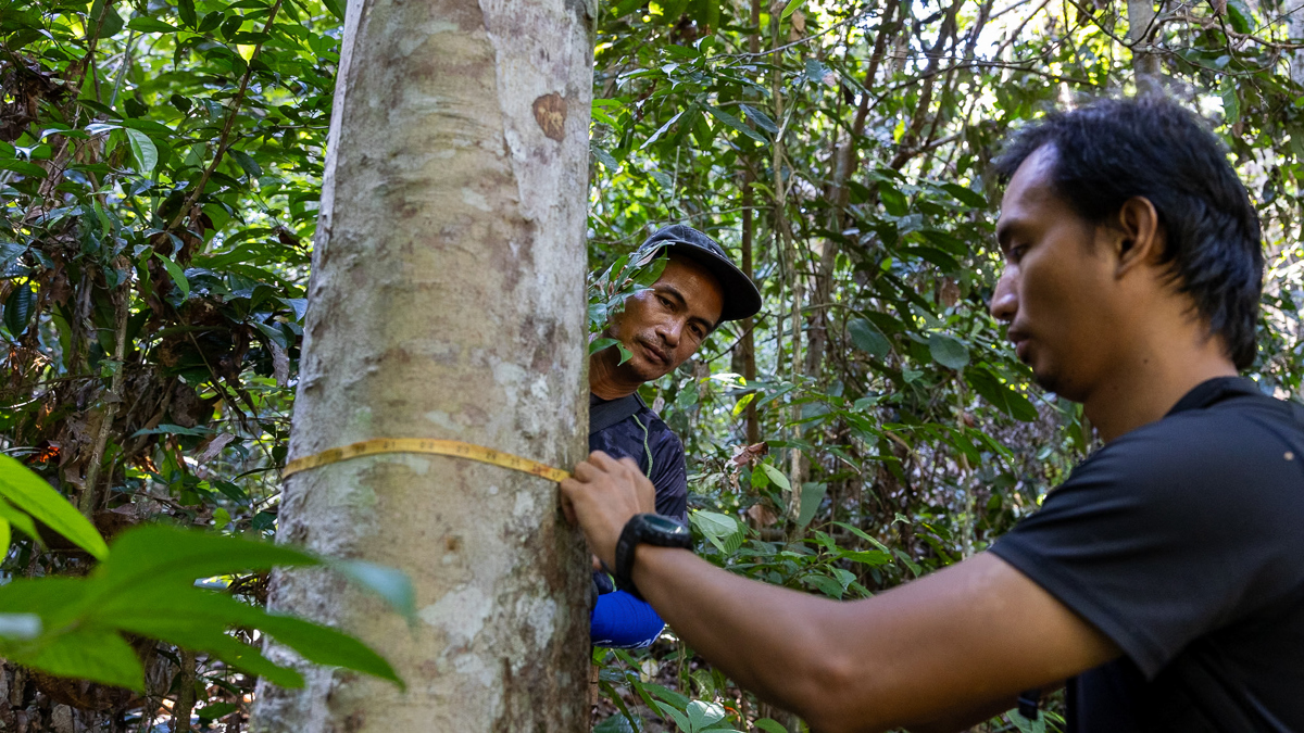 25 years of research shows: How to restore damaged rainforest | slu.se