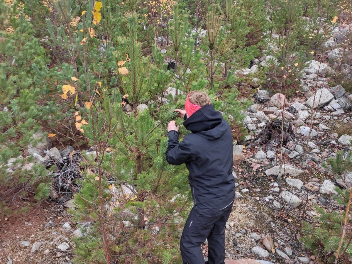 Severe pine twisting rust in Scots pine increases the probability of ...