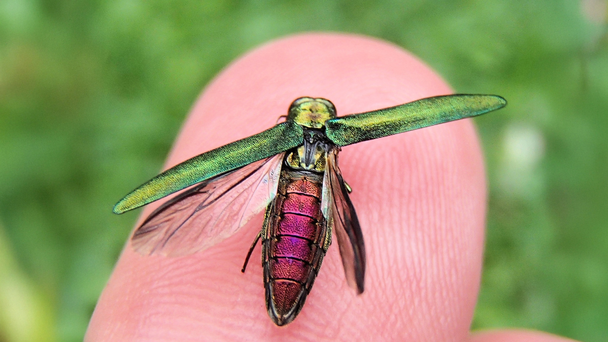 Report regulated pests | slu.se