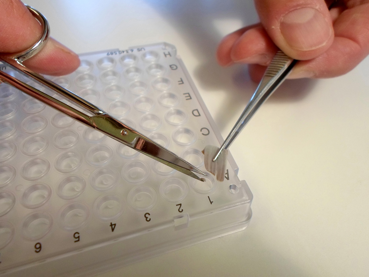 Fish Genetics Laboratory (FiskGen) | slu.se