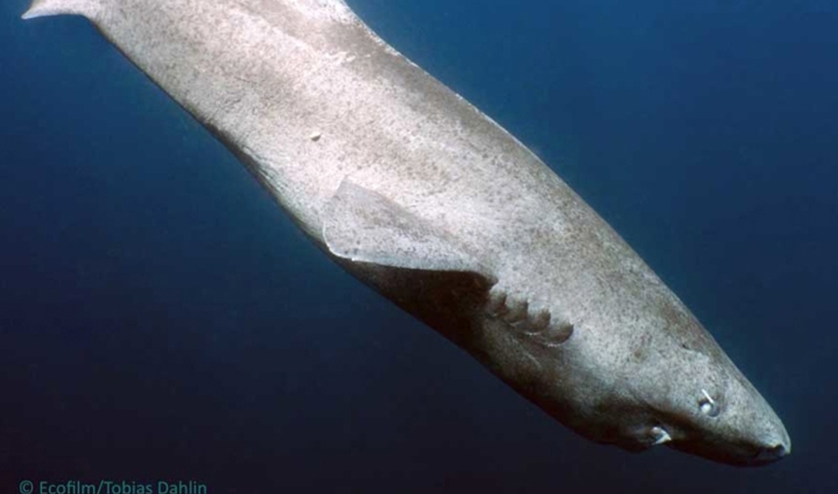 SLU researchers track giant deep-sea sharks – an important step towards ...