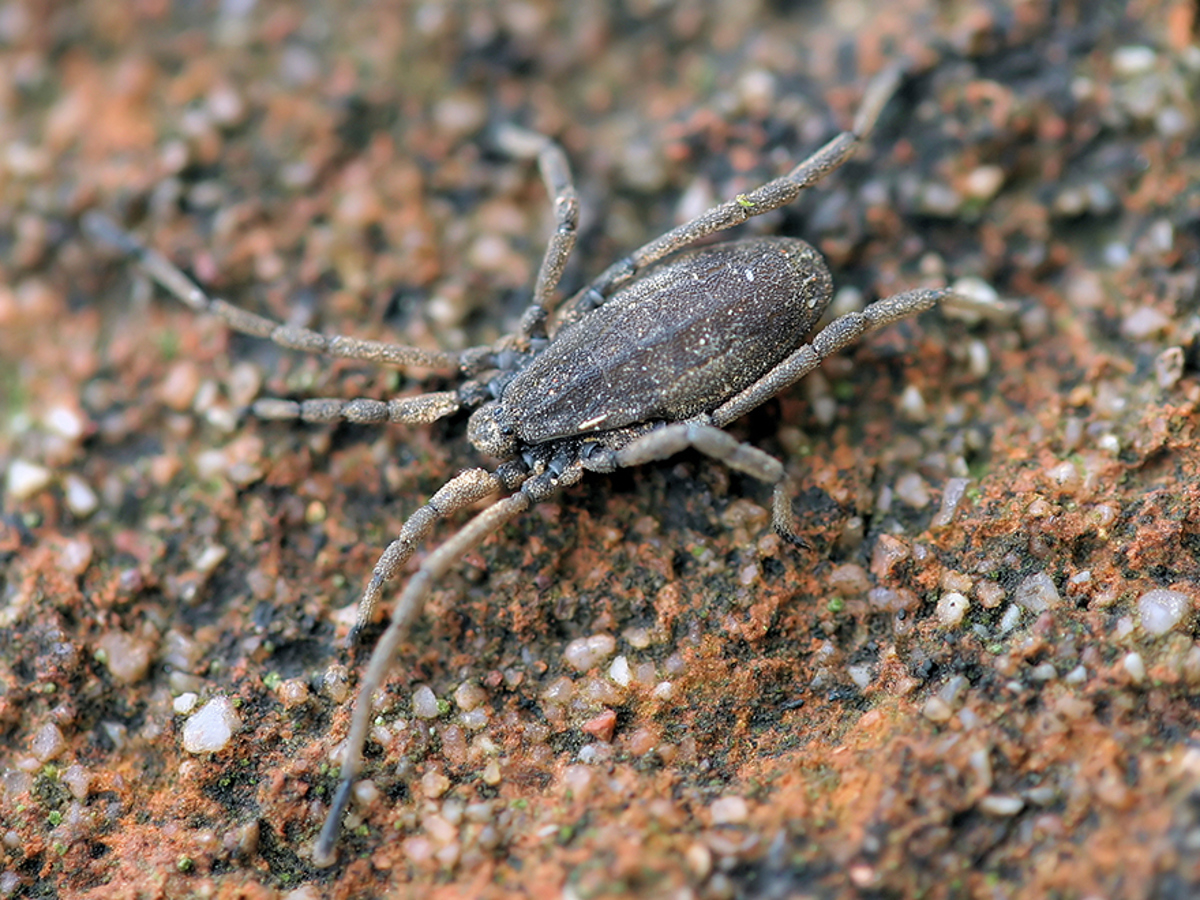Expertkommitté spindeldjur