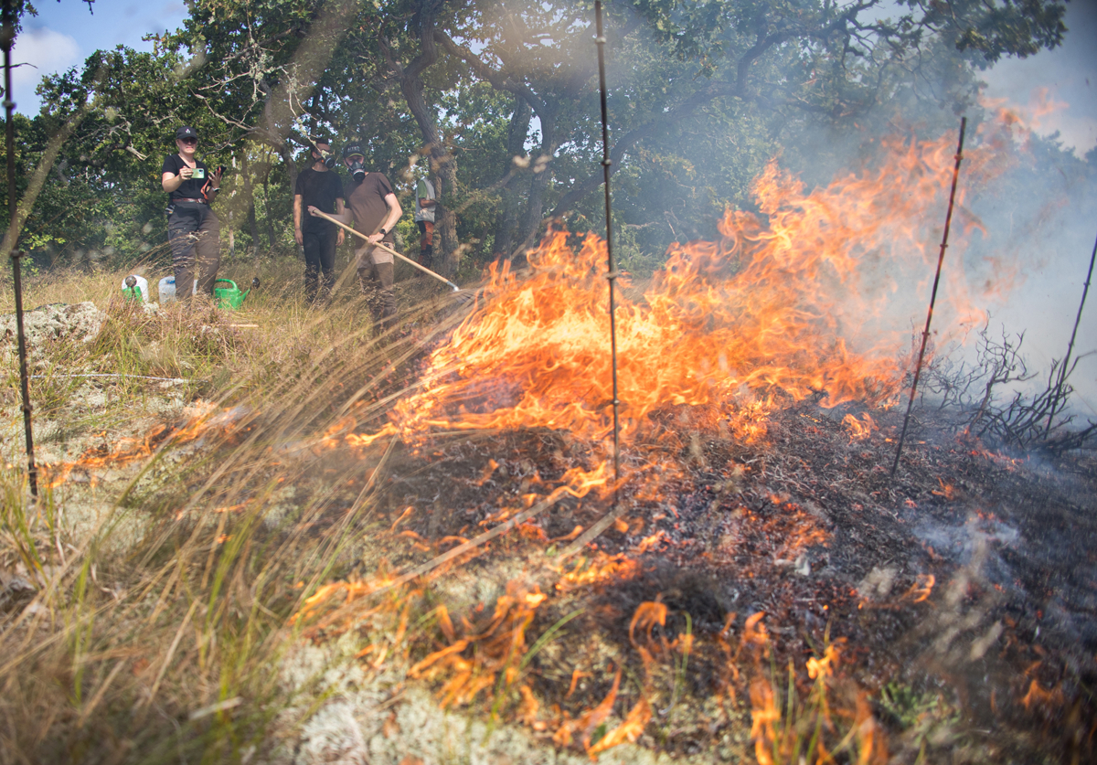 Researchers Tame Fire to Enable Precision Burning in Forests | slu.se