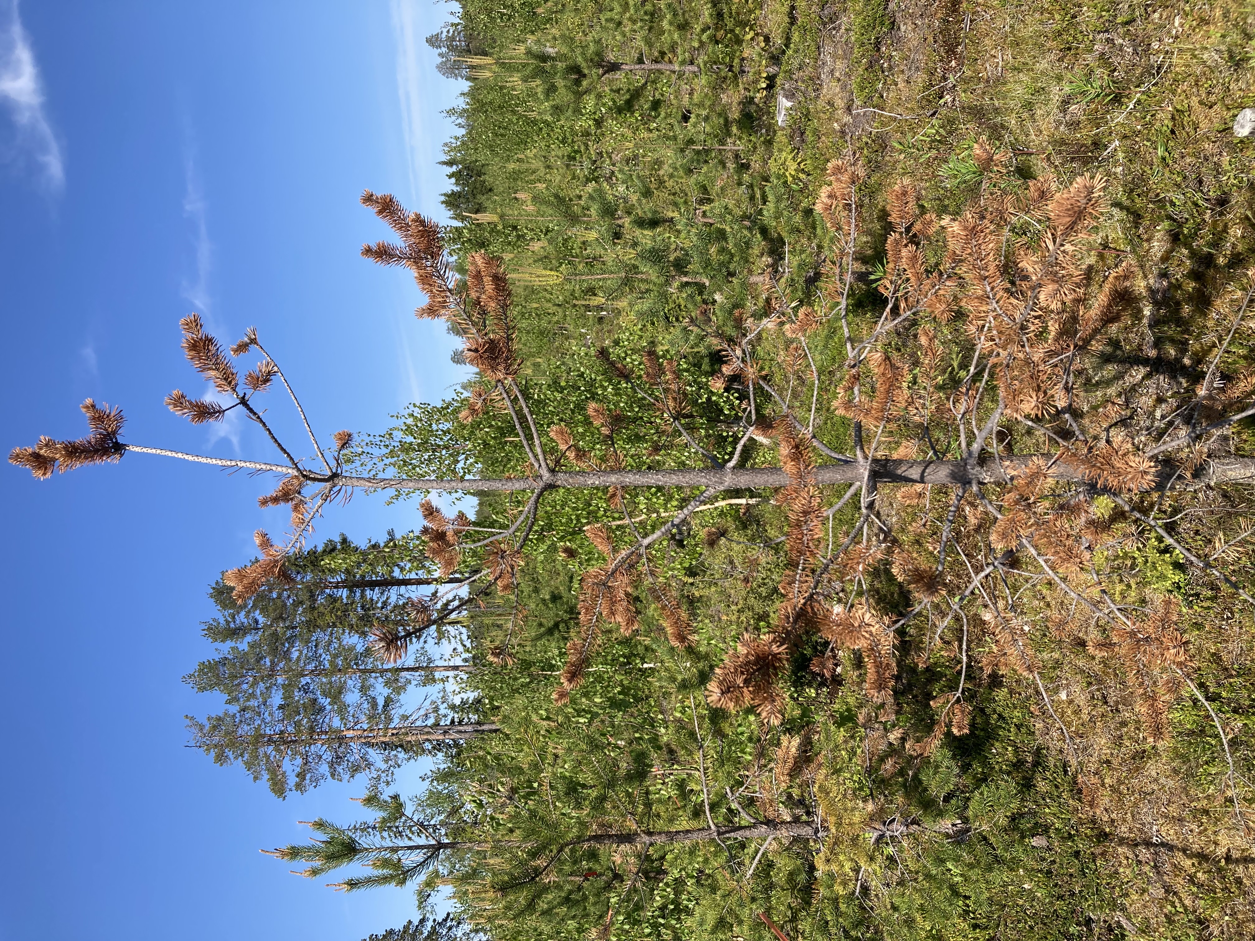 Molecular markers to identify harmful rust fungus | slu.se