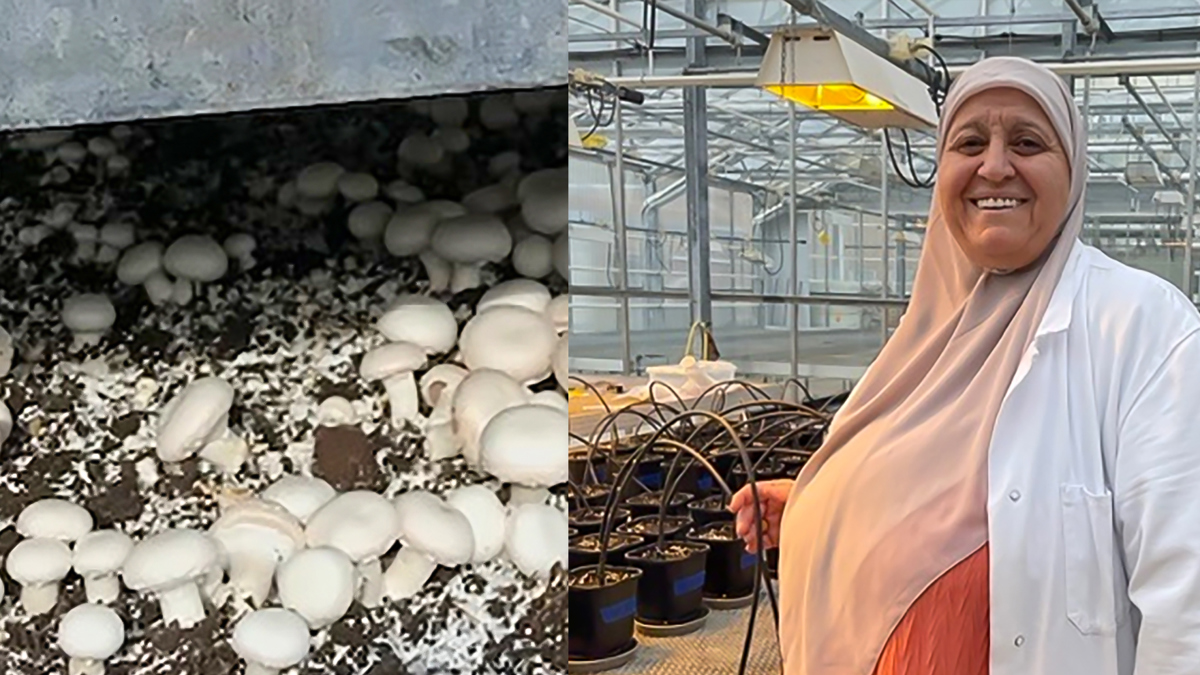 Mushroom waste offers a sustainable path to cleaner water | slu.se