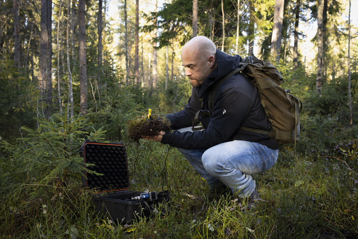 Microphones reveal when trees suffer from drought stress | slu.se